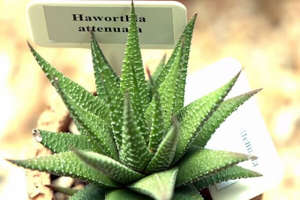 Registration is Open for 2023 Programming – RCE of Warren County